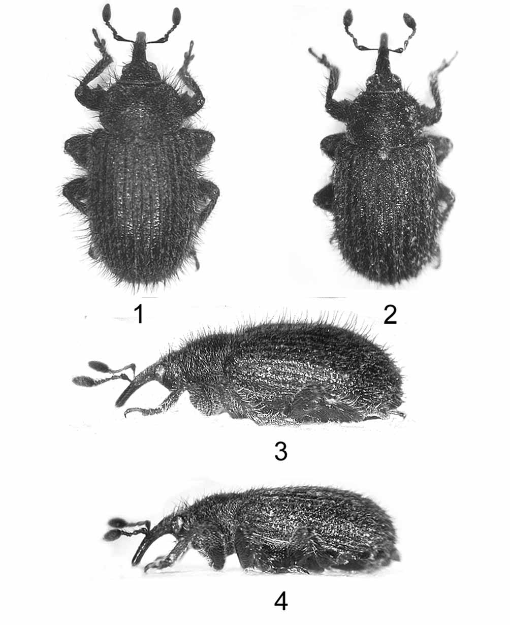 FIGURES 1 4 In On The Identity Of Rhinusa Hispida Brull And Its figures-1-4-in-on-the-identity-of-rhinusa-hispida-brull-and-its