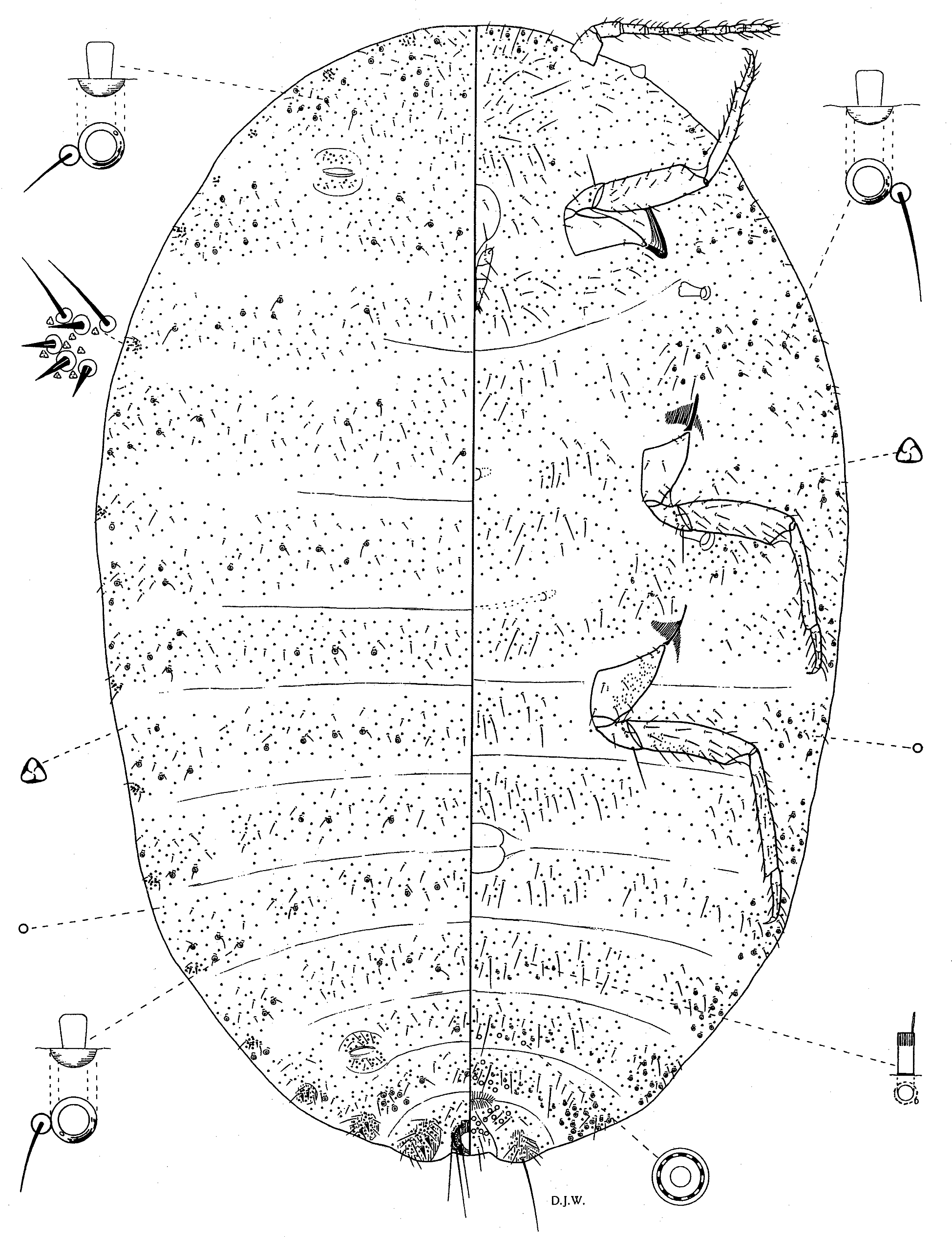 Figura 26. Pseudococcus espeletiae Williams y in Revisión taxonómica de Pseudococcus Westwood ...
