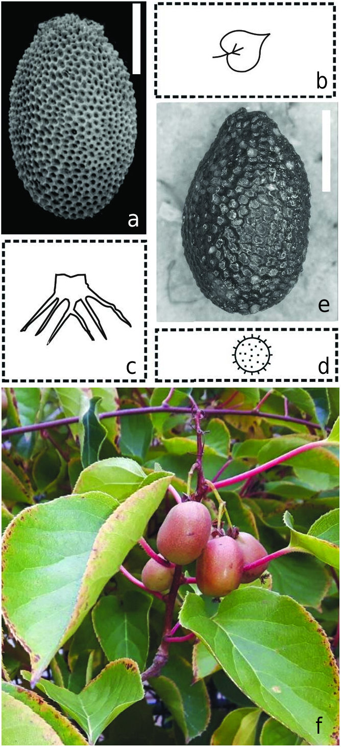 Text-fig. 4. Identity plate of the Actinidia faveolata wholeplant. The seed is the unique ...