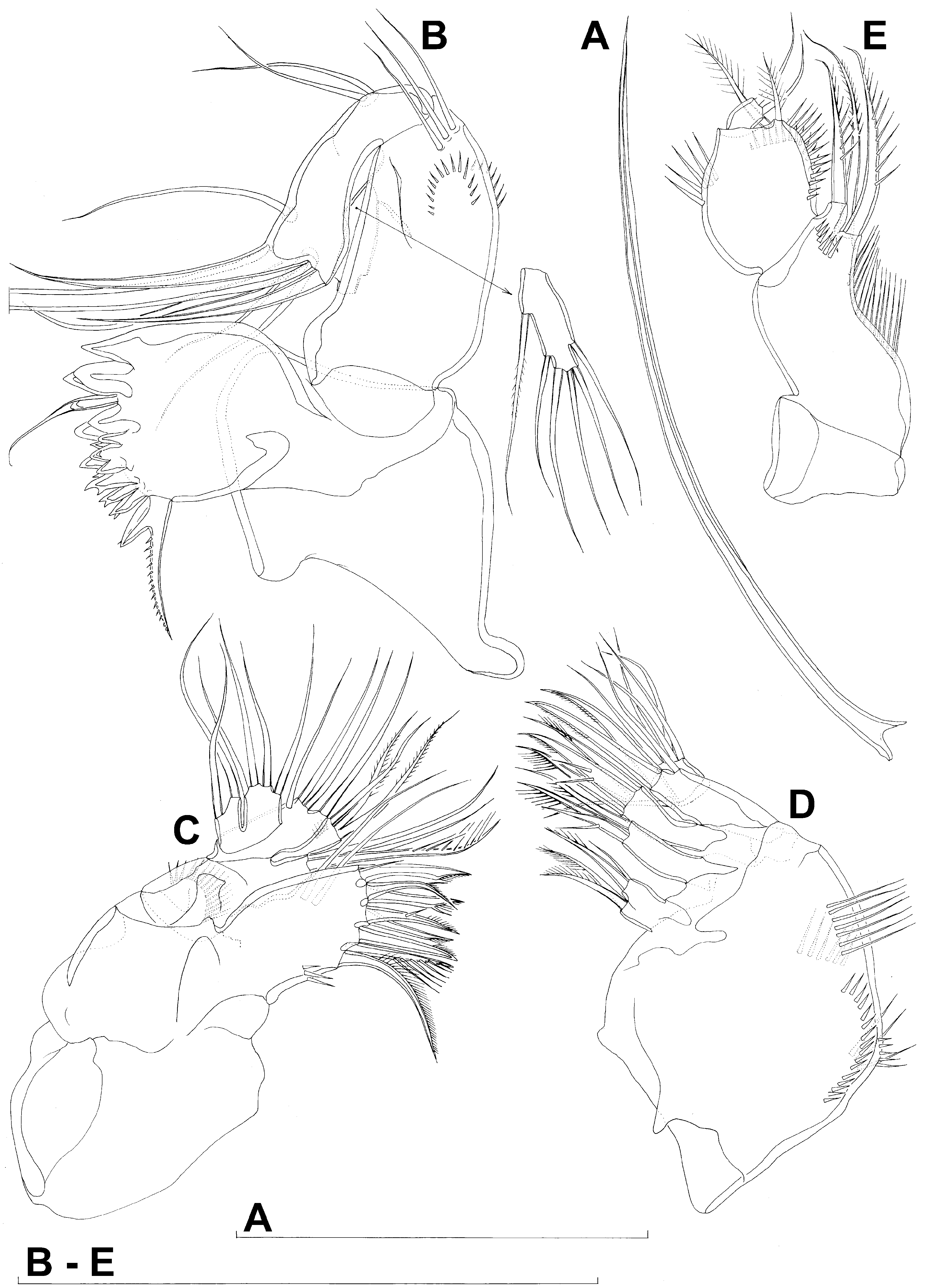 FIGURE 5 in New insights into polyphyly of the harpacticoid genus ...