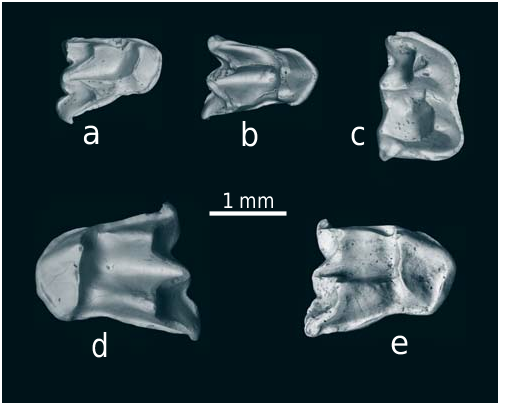 Text-fig. 9. Bats from Late Miocene deposits, North Caucasus. a ...