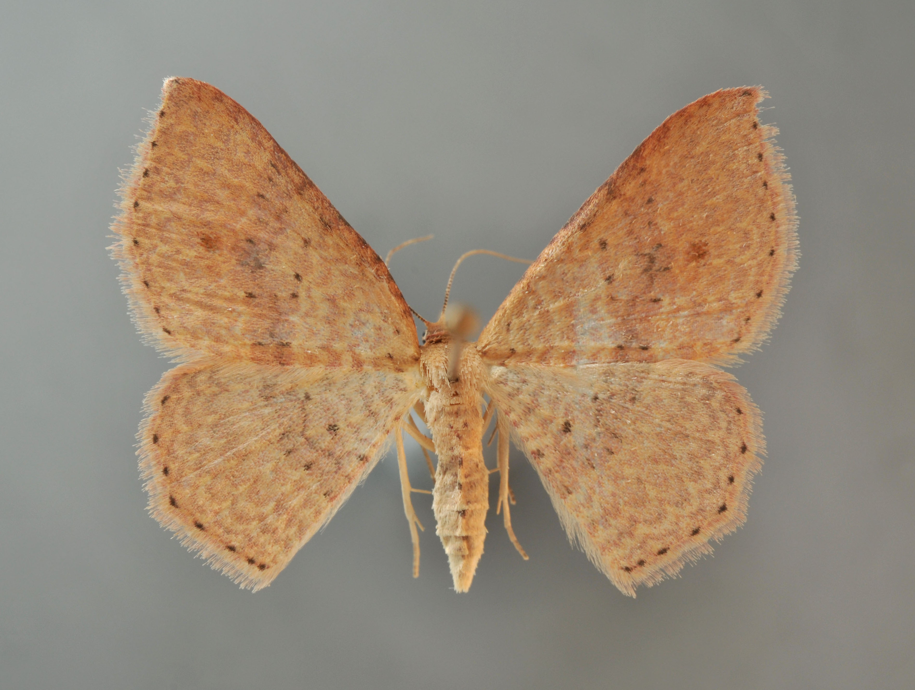 Figure 1 from: Schmidt O (2016) Larval food plants of Australian Larentiinae (Lepidoptera ...